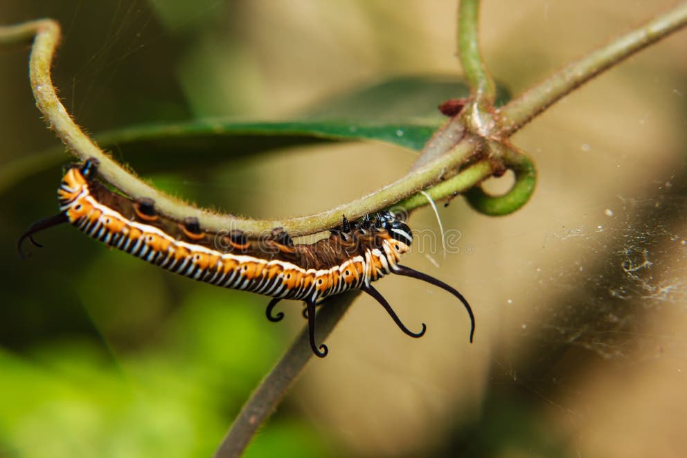 Caterpillar worm stock image. Image of green, dots, outdoor - 49683169