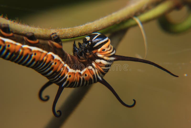 Caterpillar worm stock photo. Image of closeup, nature - 49683280