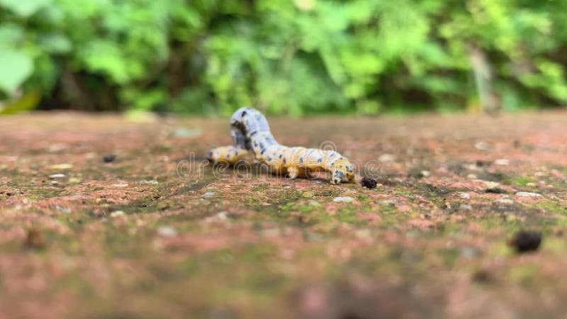 Caterpillar, Wriggling Forward Stock Video - Video of agricultural ...