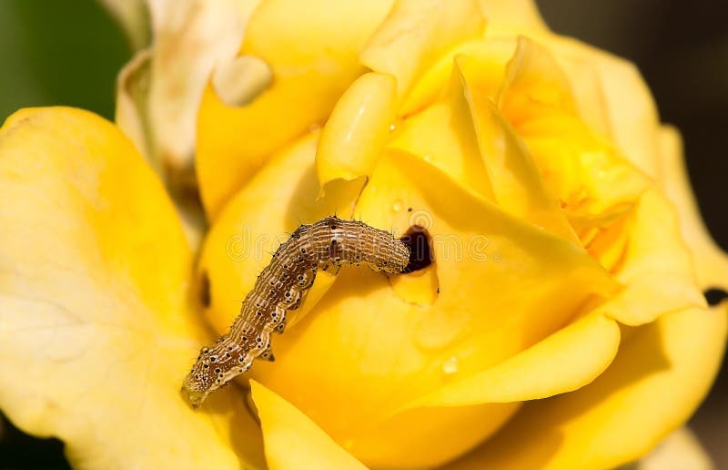 Caterpillar on yellow rose stock photo. Image of space - 70013380