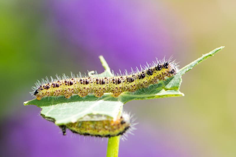 Caterpillars of a Cabbage Butterfly Stock Photo - Image of nymph ...