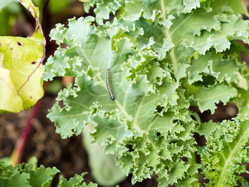 Caterpillars from Cabbage Moth Eating Cabbage Leaf Stock Photo - Image ...