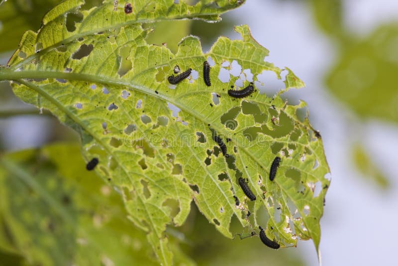 Caterpillars Chewing a Leaf Stock Image - Image of pest, eaten: 6963587