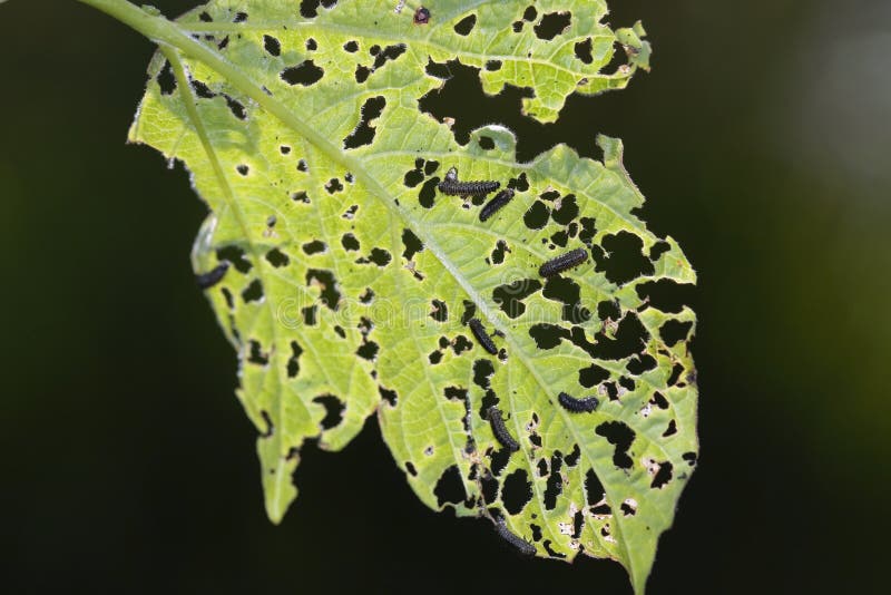 Caterpillars Chewing a Leaf Stock Image - Image of summer, plant: 6963615