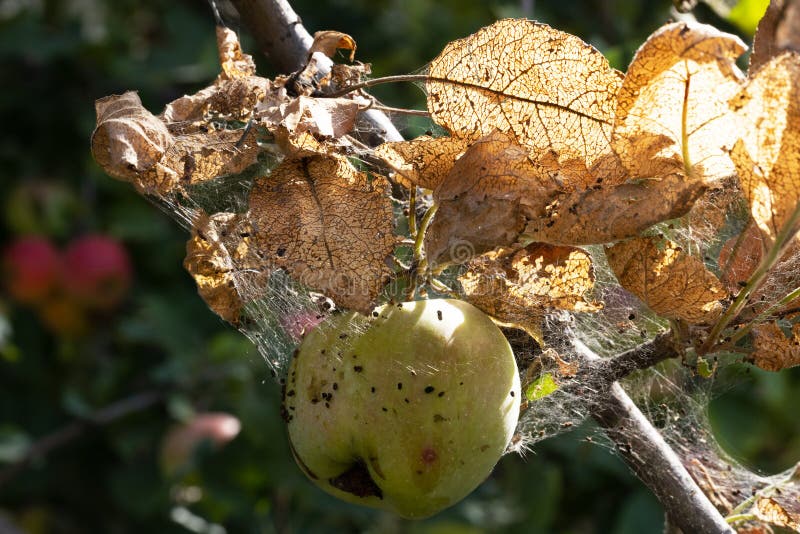 Caterpillars of Codling Moth, Apple Stoat, in Silky Web on an Apple ...