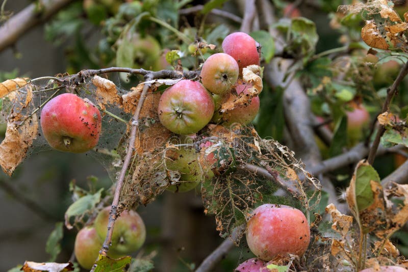 Caterpillars of Codling Moth, Apple Stoat, in Silky Web on an Apple ...