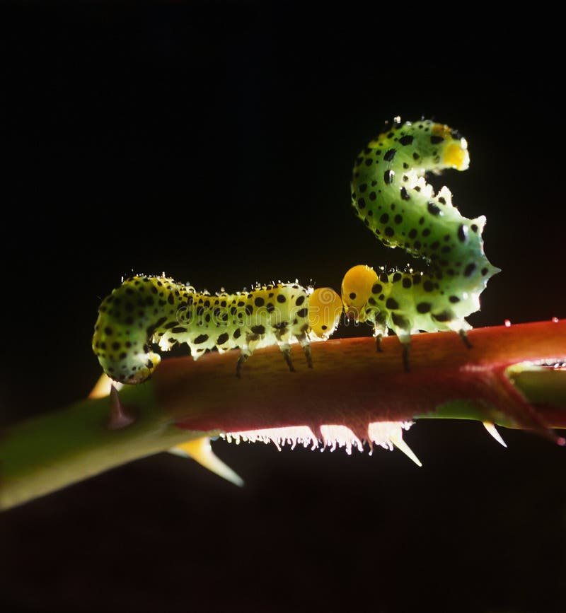 Caterpillars Couple Together on the Rose Stem Stock Photo - Image of ...