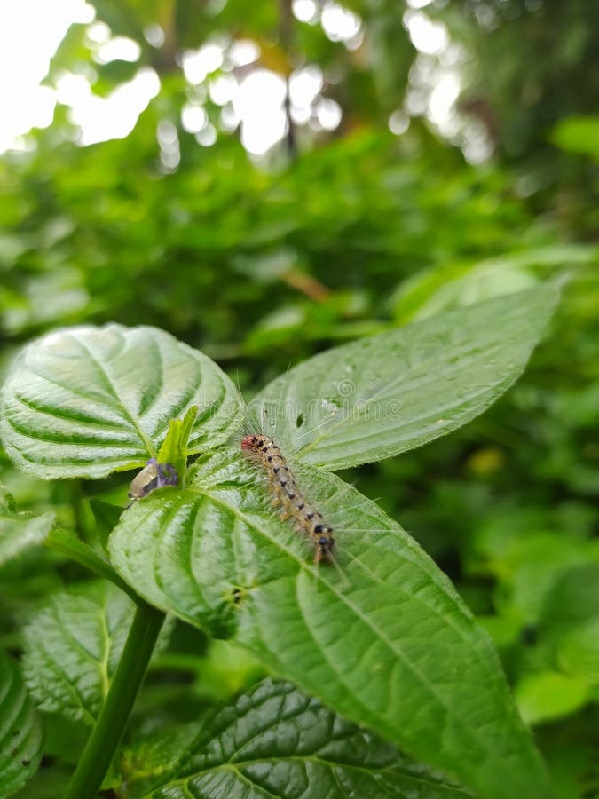 Caterpillars Crawling on the Leaves Stock Photo - Image of branch ...