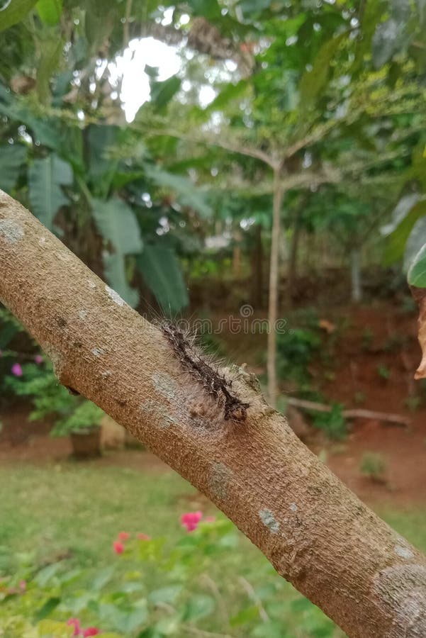 Caterpillars Crawling on Tree Trunks Stock Photo - Image of ...