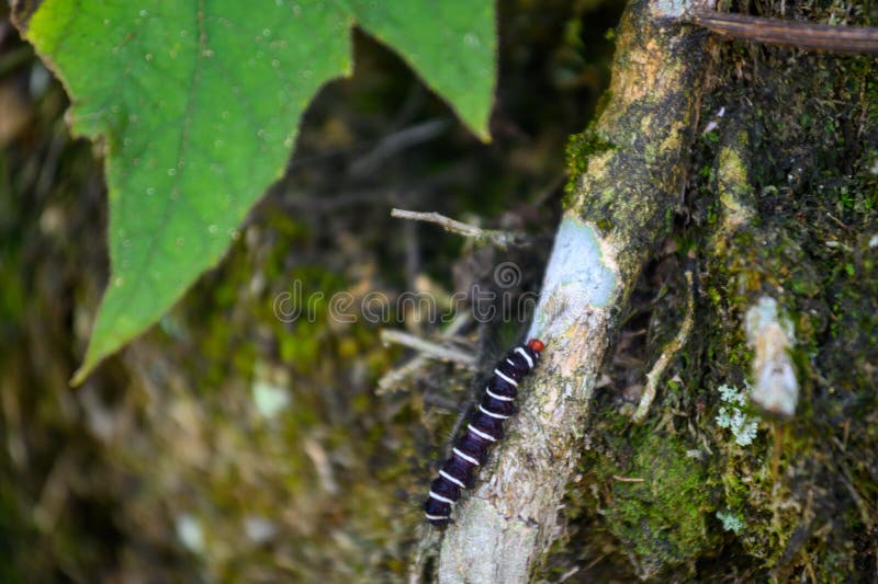 Caterpillars Crawling on Tree Trunks Stock Photo - Image of foliage ...