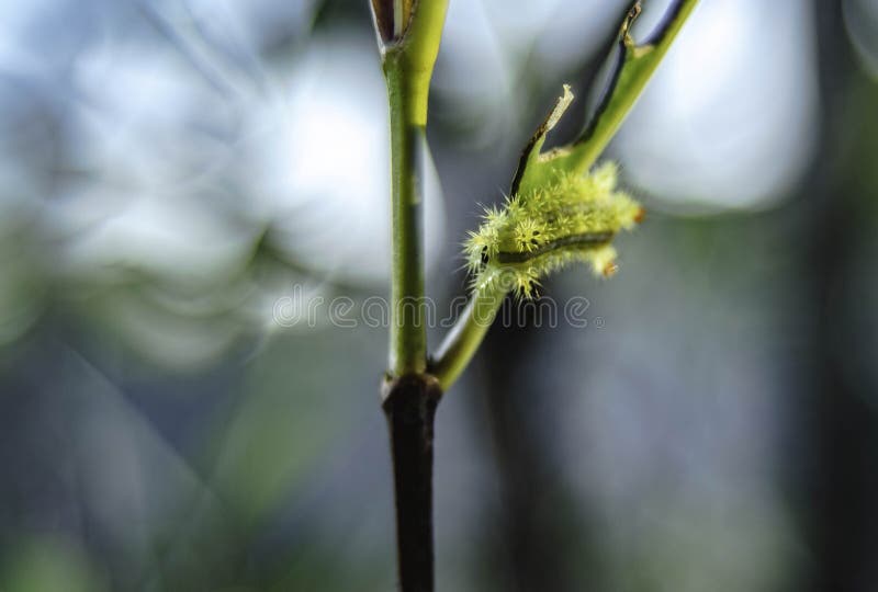 The Caterpillars are Crawling Up the Trees To Eat the Young Leaves ...