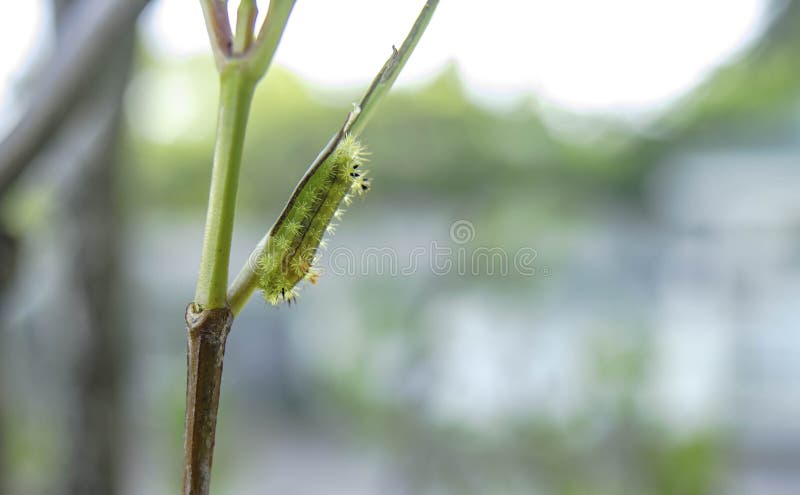 The Caterpillars are Crawling Up the Trees To Eat the Young Leaves ...