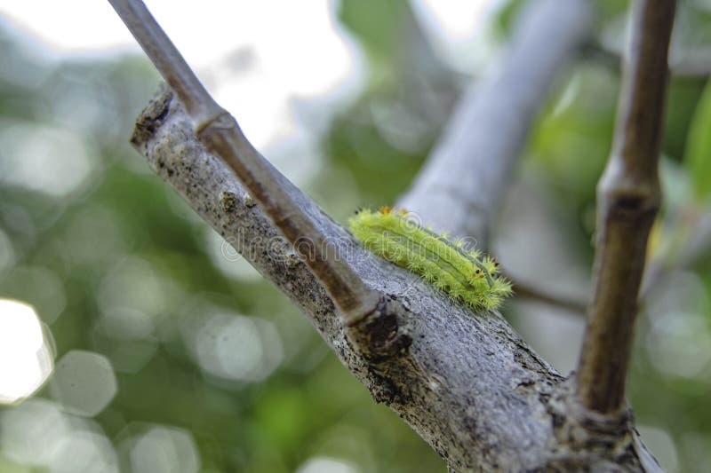 The Caterpillars are Crawling Up the Trees To Eat the Young Leaves ...