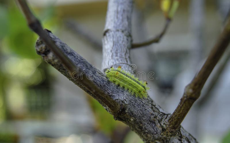 The Caterpillars are Crawling Up the Trees To Eat the Young Leaves ...