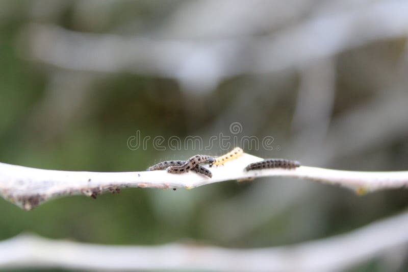Caterpillars Dangling from Silk Threads Outdoors Against a Blurred ...