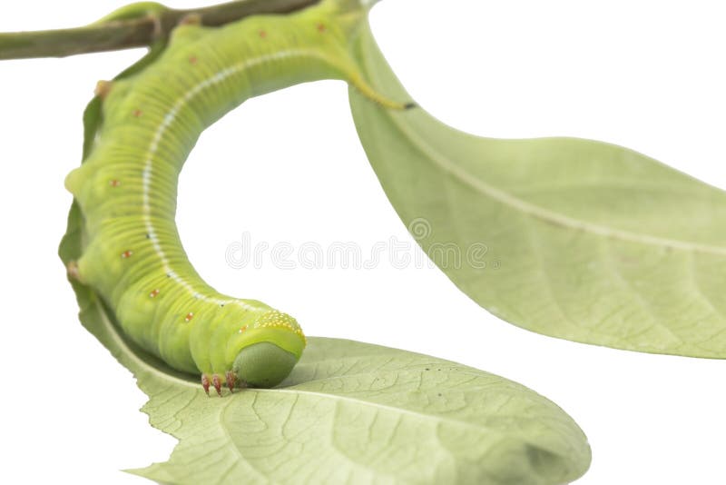 Caterpillars Eat Leaves Isolated on White Background Stock Photo ...