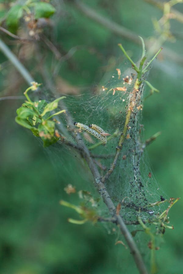 Caterpillars Group on Tree in Garden. Destroy, Insect Stock Photo ...