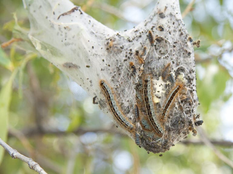 422 Hatching Insects Stock Photos - Free & Royalty-Free Stock Photos ...
