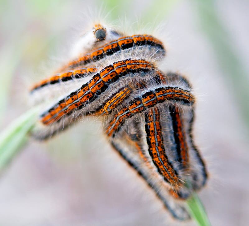 Caterpillars are Interwoven into a Ball Stock Image - Image of ball ...