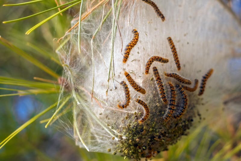 Caterpillars and larvae stock image. Image of maggots - 111623963