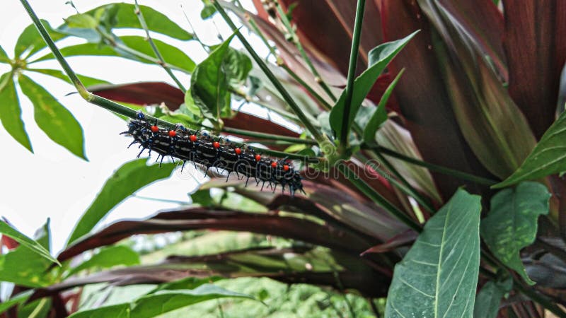 Caterpillars are the Larval Stage of Members of the Order Lepidoptera ...