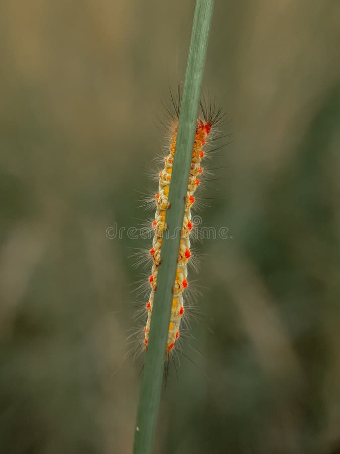 Caterpillars that Have Poison Can Be Fatal To Human Skin. Insect ...