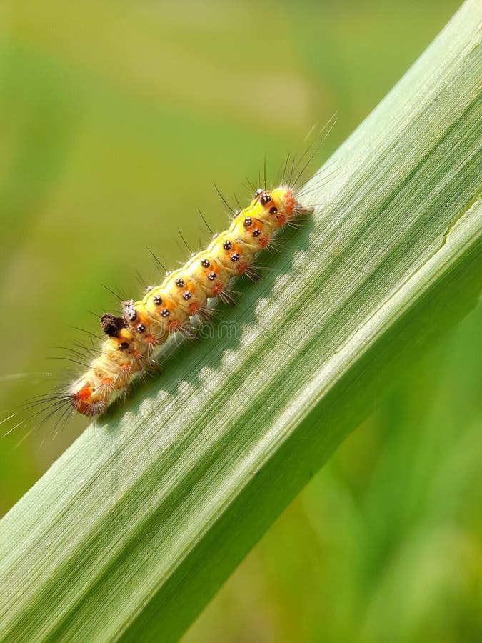 Close Up Image of the Caterpillars on Blurred Background.insects ...