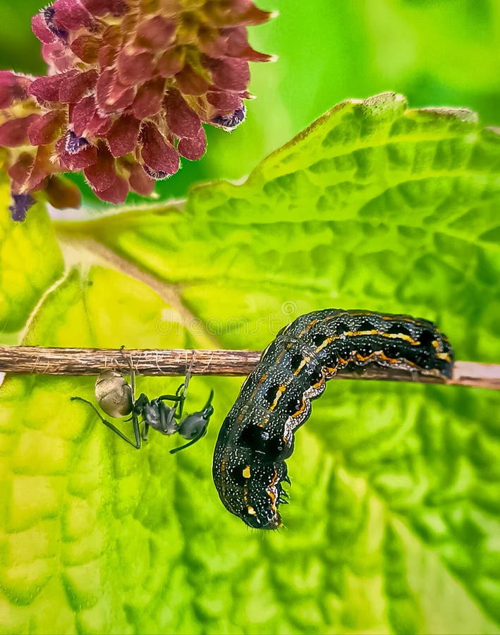 Caterpillar stock photo. Image of inconsistent, caterpillar - 255696856