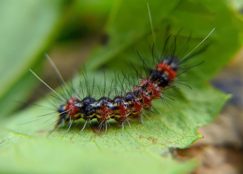 Caterpillars on Green Leaves Stock Image - Image of plant, body: 220926363