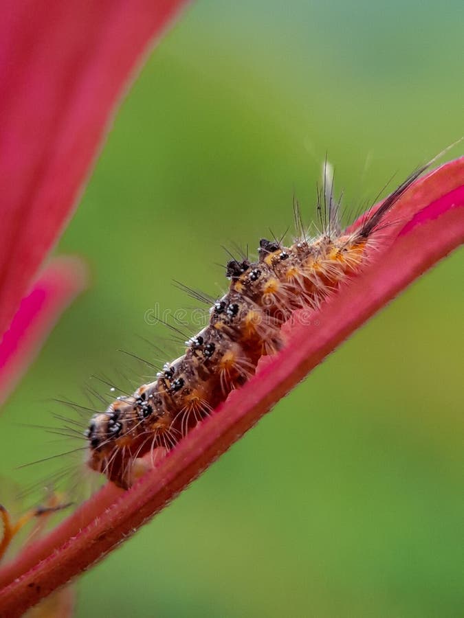 Caterpillars that Have Poison Can Be Fatal To Human Skin. Insect ...