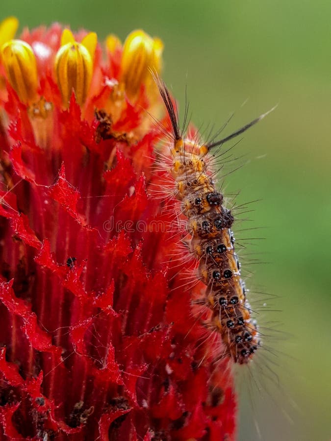 Caterpillars that Have Poison Can Be Fatal To Human Skin. Insect ...