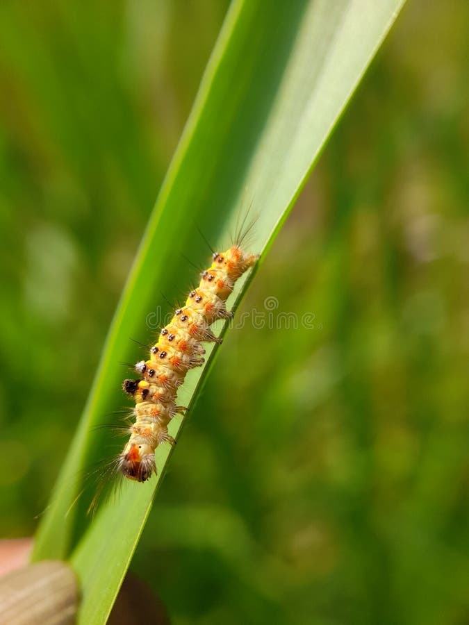 Image of Caterpillars of Common Mime Isolated on White Background ...