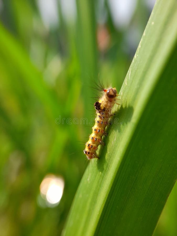 Close Up Image of the Caterpillars on Blurred Background.insects ...