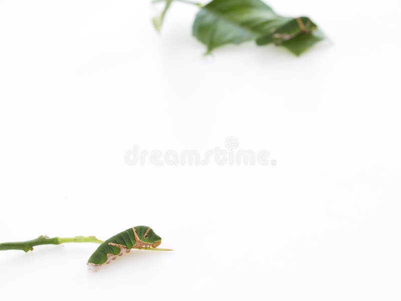 Caterpillars with Leaves Isolated on White Stock Photo - Image of ...