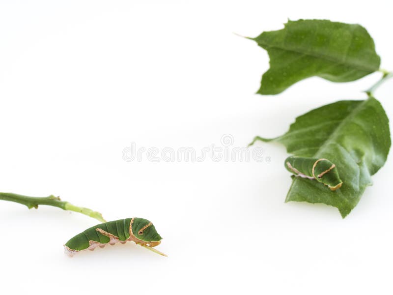 Caterpillars with Leaves Isolated on White Stock Image - Image of ...