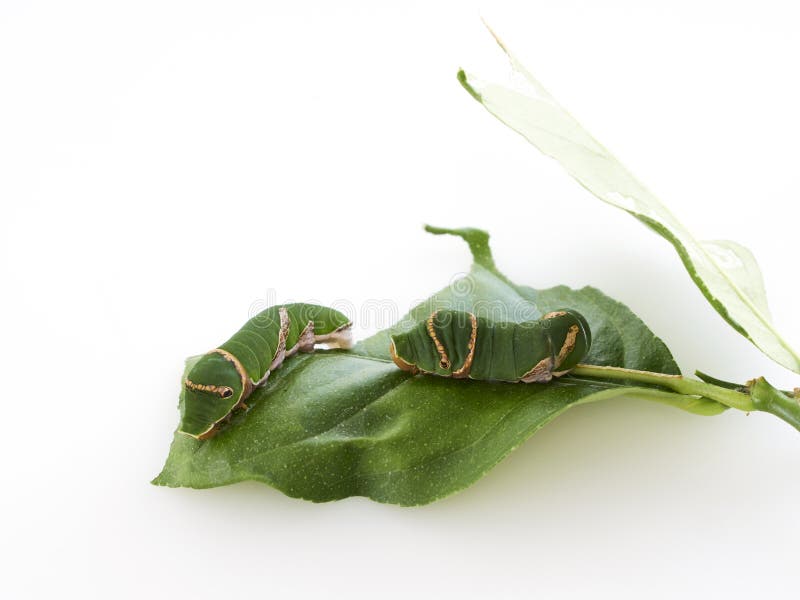 Caterpillars with Leaves Isolated on White Stock Image - Image of ...