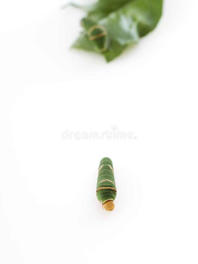 Caterpillars with Leaves Isolated on White Stock Photo - Image of ...