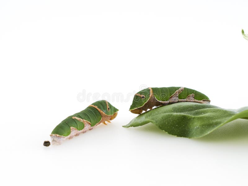 Caterpillars with Leaves Isolated on White Stock Photo - Image of close ...