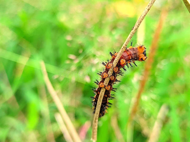 Caterpillars are Looking for Food on the Branches when the Wind Blows ...