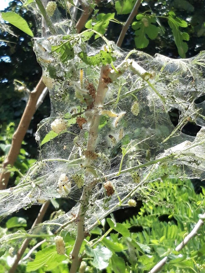 Green Cocoons On Tree Branch Picture. Image: 82991093