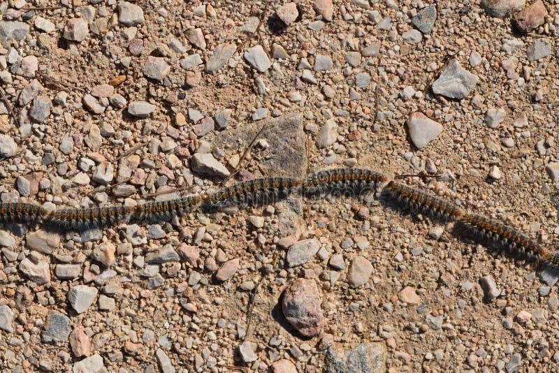 126 Repulsive Caterpillar Stock Photos - Free & Royalty-Free Stock ...