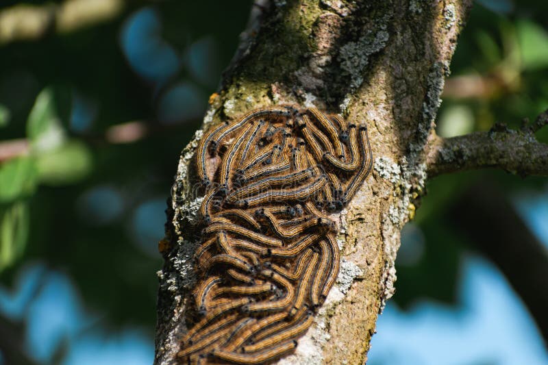 Caterpillars Seen in a Fruit Tree, Possibly the Lackey Moth, Malacosoma ...