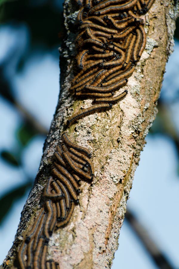 Caterpillars Seen in a Fruit Tree, Possibly the Lackey Moth, Malacosoma ...