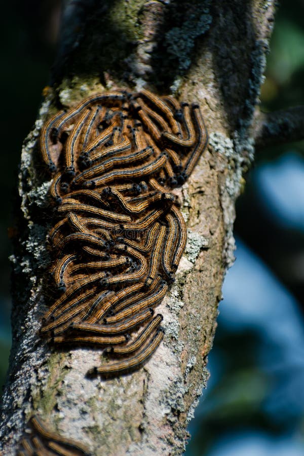Caterpillars Seen in a Fruit Tree, Possibly the Lackey Moth, Malacosoma ...