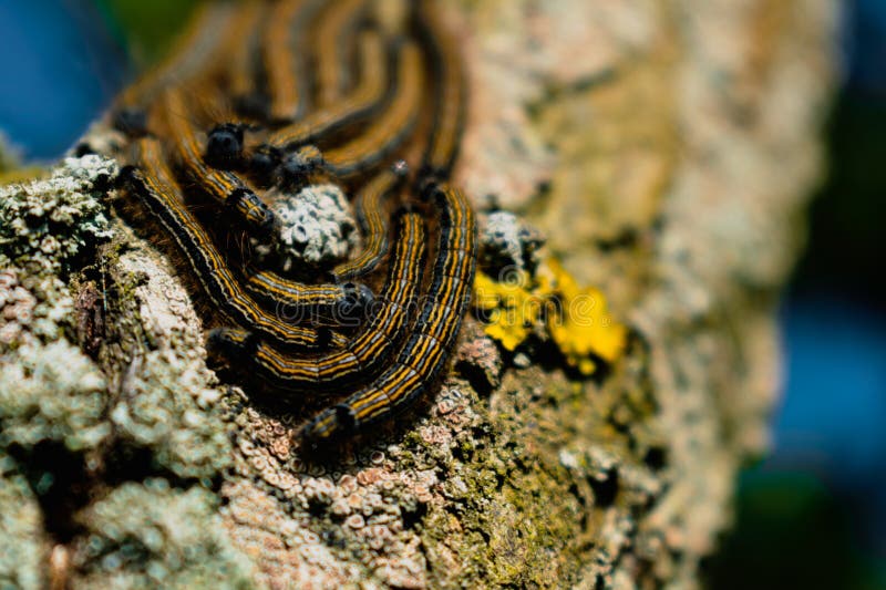 Caterpillars Seen in a Fruit Tree, Possibly the Lackey Moth, Malacosoma ...