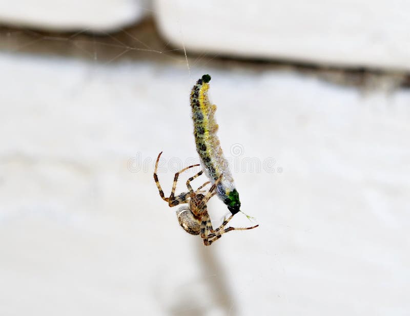 Caterpillars and spider stock photo. Image of caterpillar - 101851402