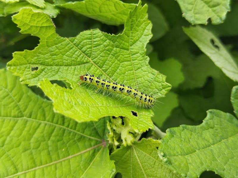 Caterpillars (Transverse Xanthodes Moth) on Leaf in Outdoor Garden ...