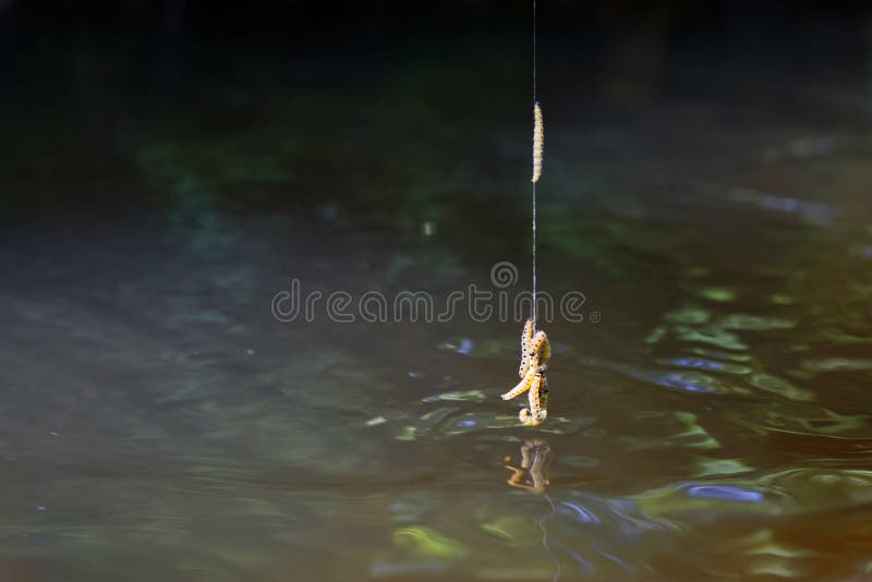 Caterpillars on a Web Over Water in Summer Stock Photo - Image of ...