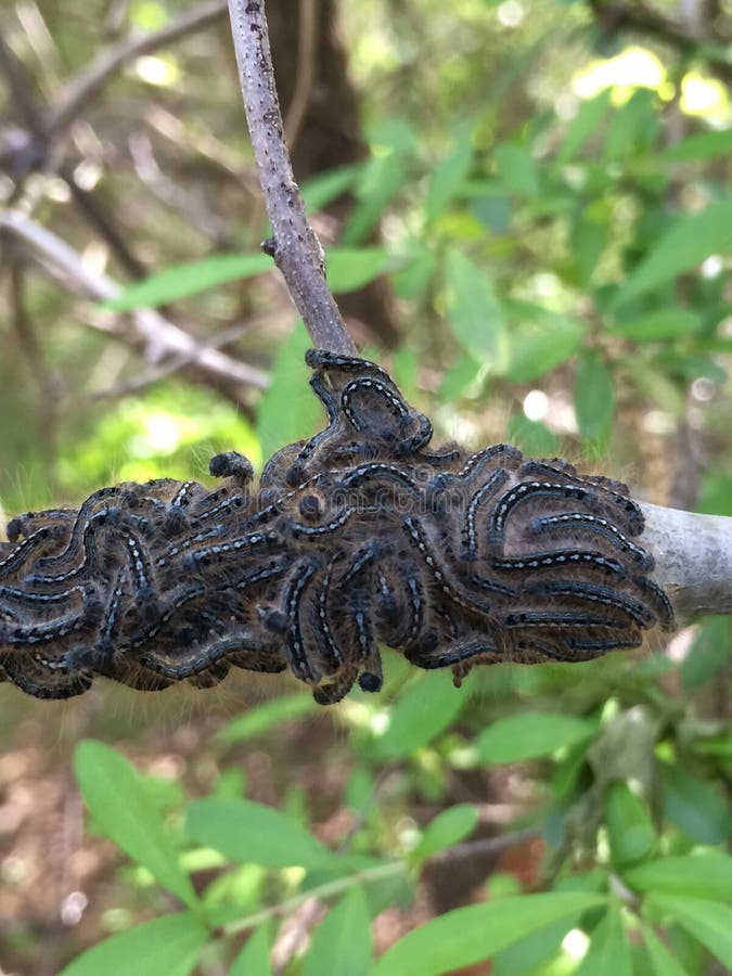 Caterpiller swarm stock photo. Image of caterpillars - 45041836
