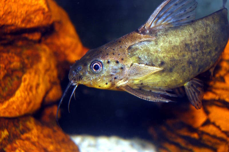 Nile River, Uganda stock image. Image of scenery, park - 6785383